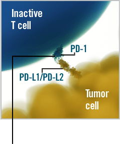 LIBTAYO® (cemiplimab-rwlc) Mechanism of Action (MOA)